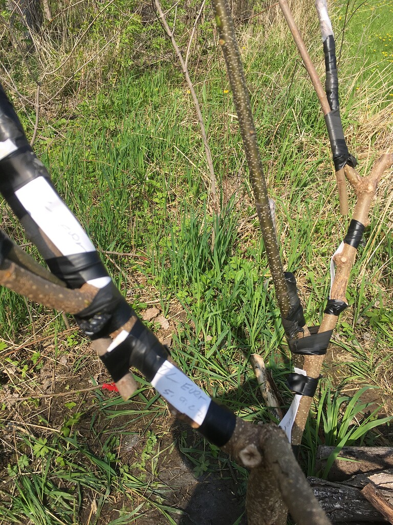 How to: Bark Grafting & Flap Grafting - Guides - Growing Fruit