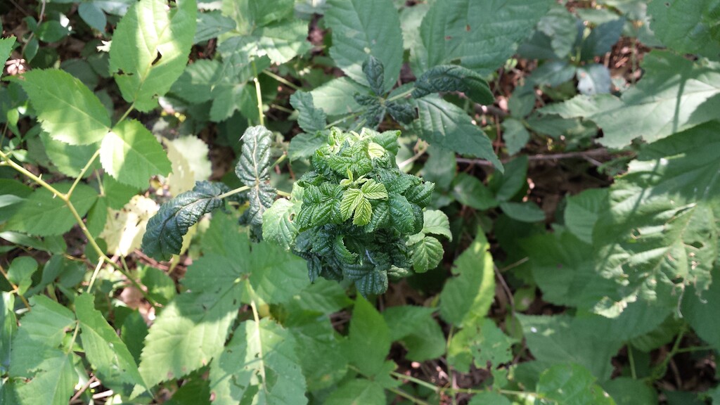 Diseases from Wild Blackberry Plants - General Fruit Growing - Growing ...