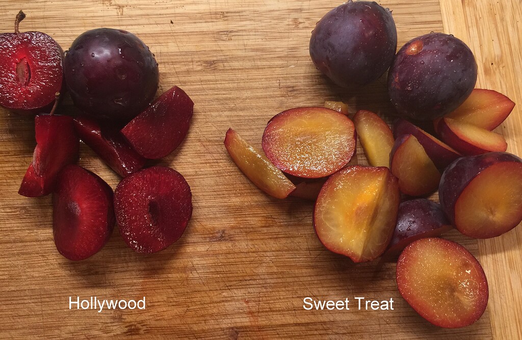 Sweet Treat Pluerry in Maritime Pacific Northwest - General Fruit ...