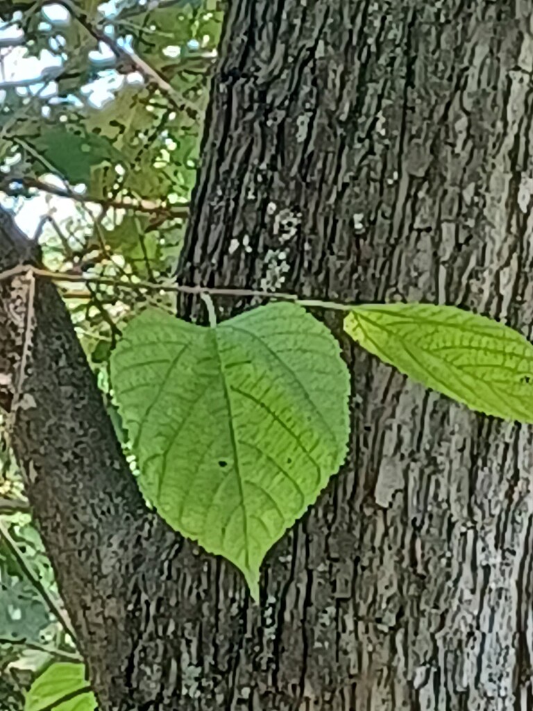 Is this a native Morus Rubra or a Basswood tree? - General Fruit ...