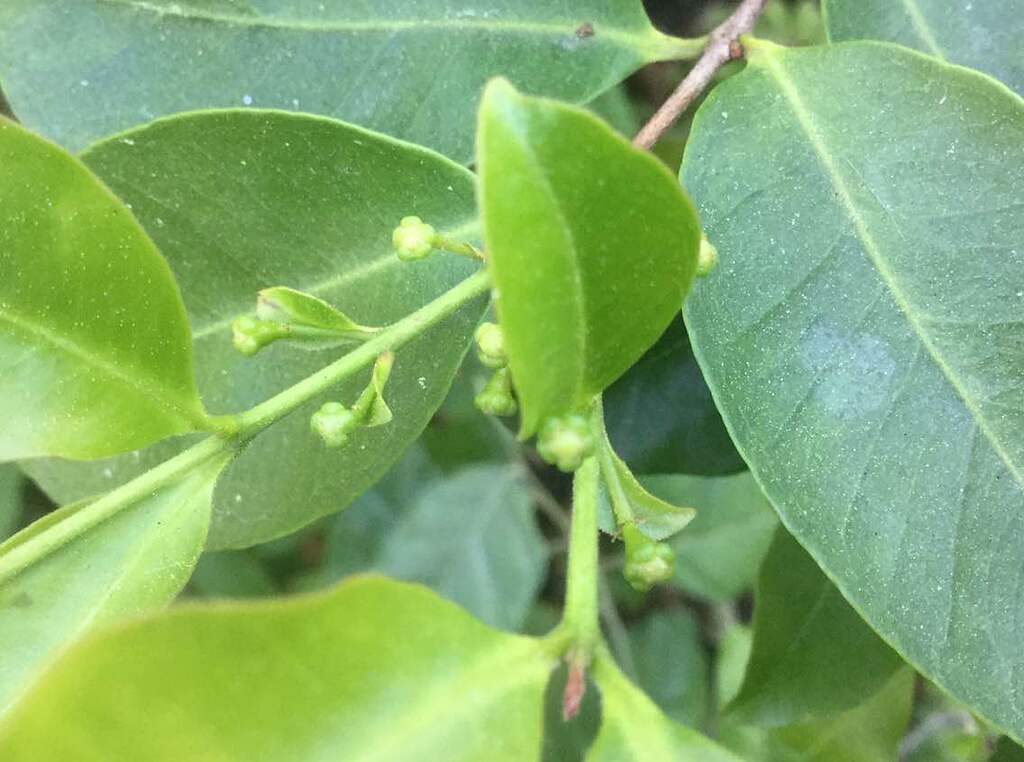 Purple Forest Guava - Psidium eugeniaefolia - General Fruit Growing ...