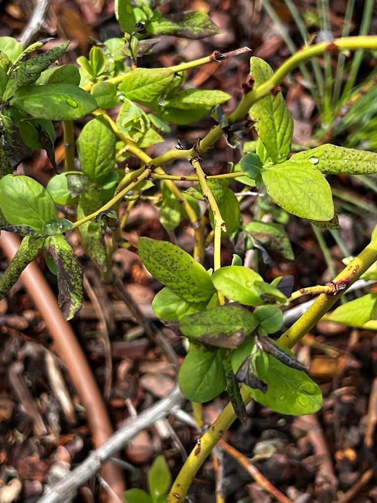 Blueberry problem I.D - General Fruit Growing - Growing Fruit