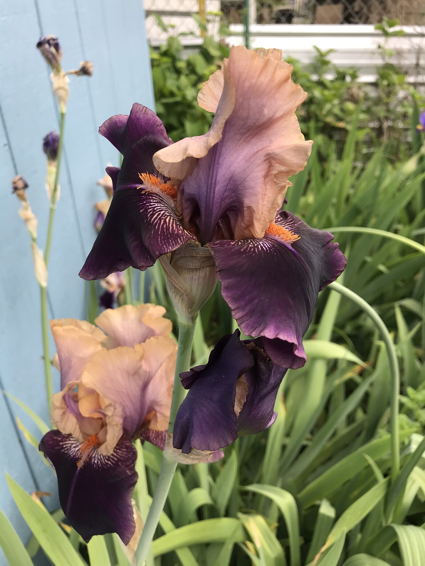 Bearded Iris seeds - General Gardening - Growing Fruit