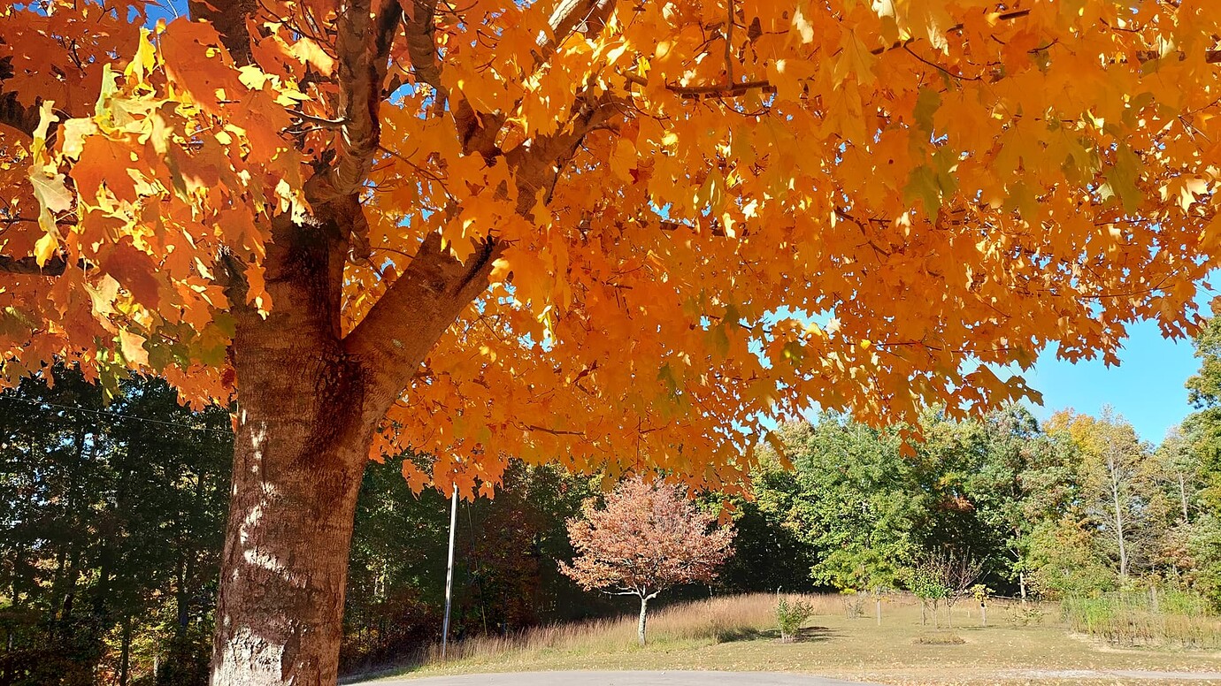 Your favorite trees for fall color? - General Gardening - Growing Fruit