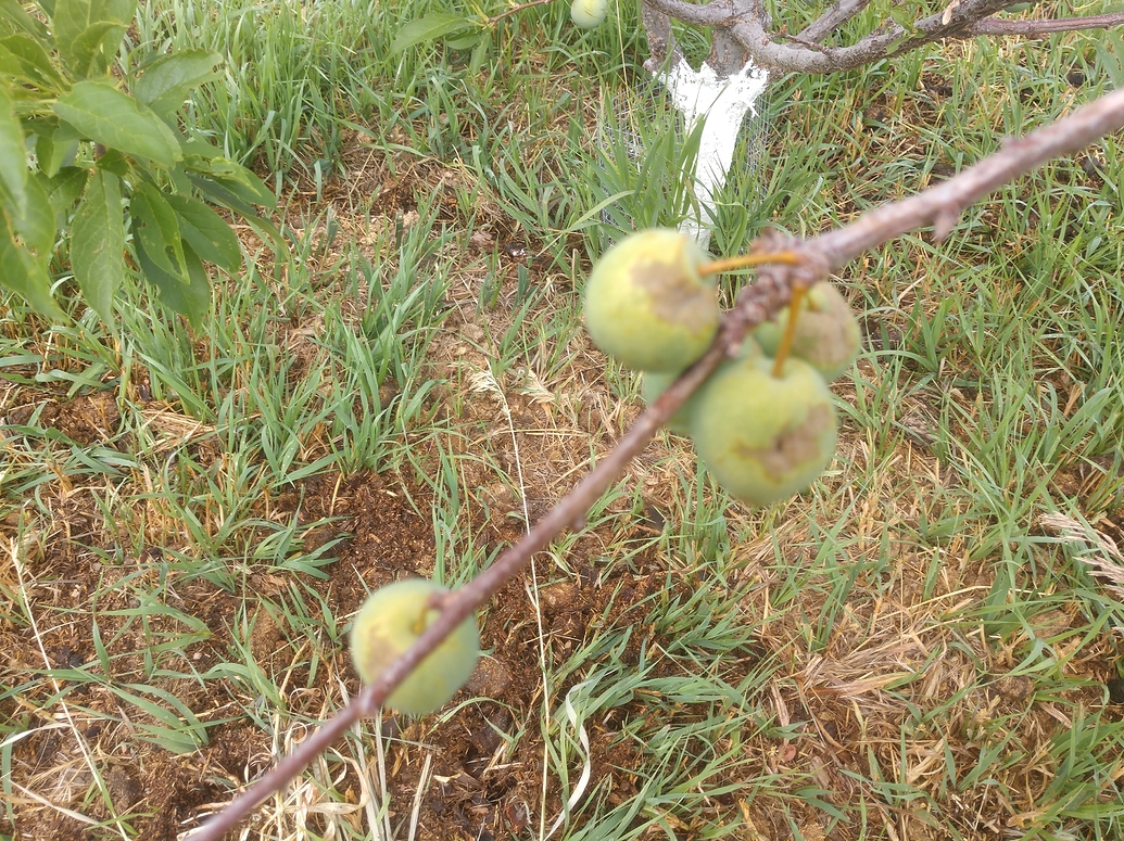 Blemishes on my apricots - General Fruit Growing - Growing Fruit