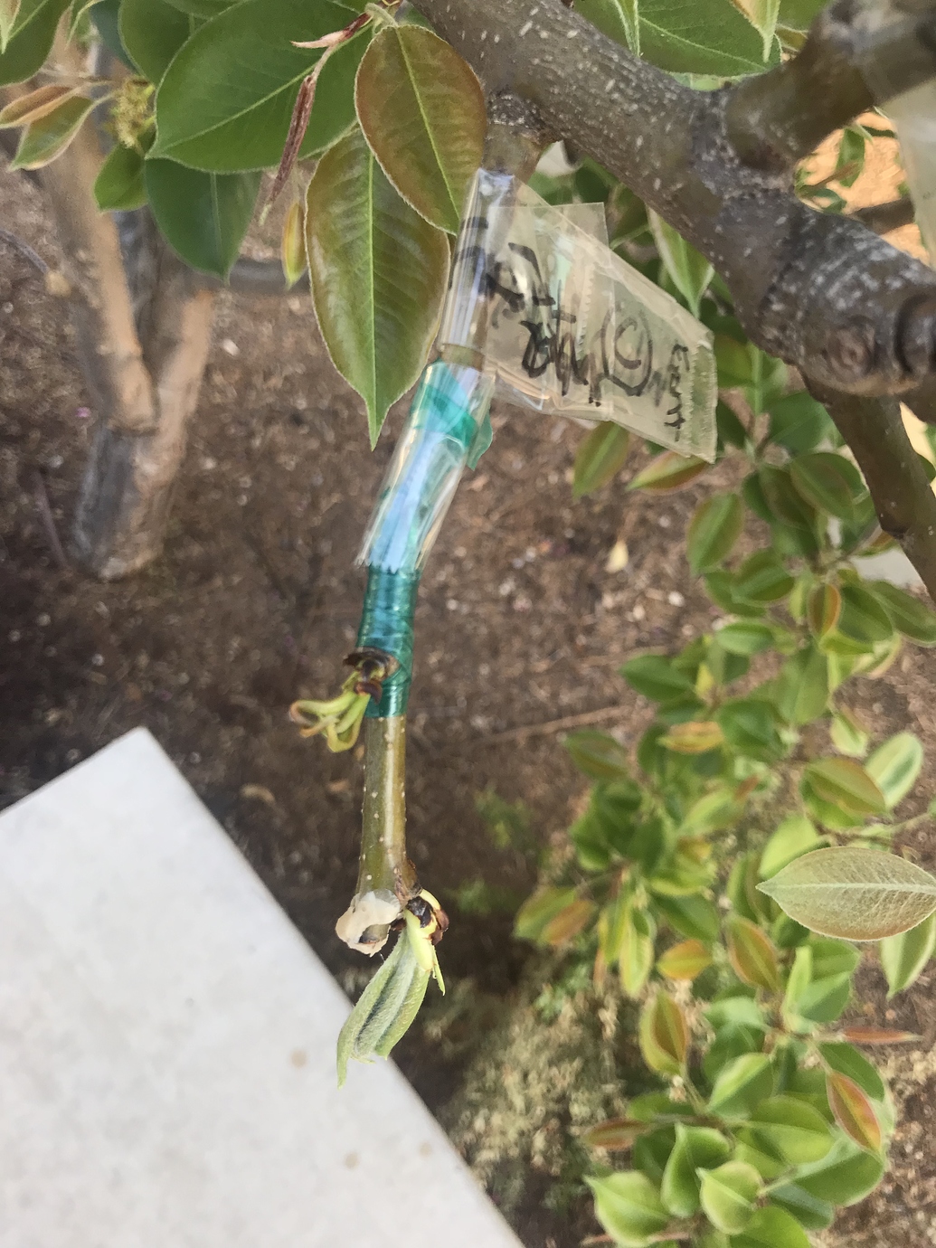 Orient pear - General Fruit Growing - Growing Fruit