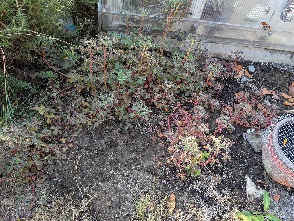 Any tips for growing/harvesting oca (Oxalis tuberosa)? - General ...