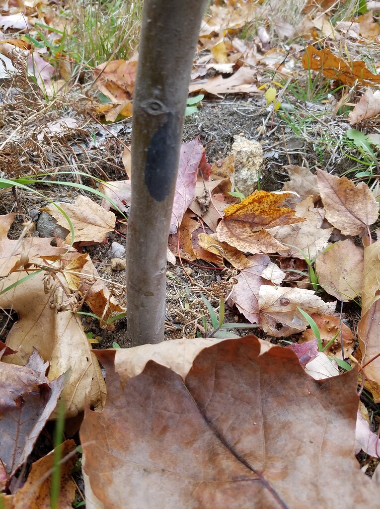 My 2016 apple rootstock trials - Western Maine z4b - M4, G222, G935 ...