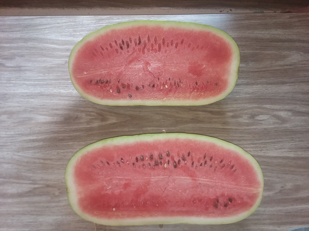 A few Georgia Rattlesnake watermelons - Pictures! - Growing Fruit