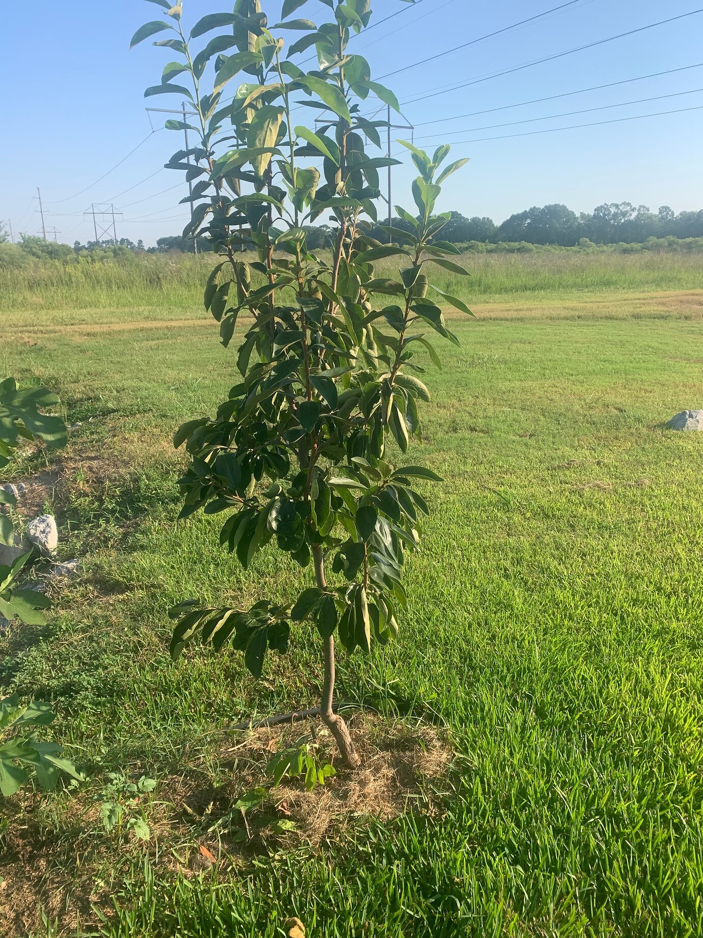 Root suckers on grafted persimmons - General Fruit Growing - Growing Fruit