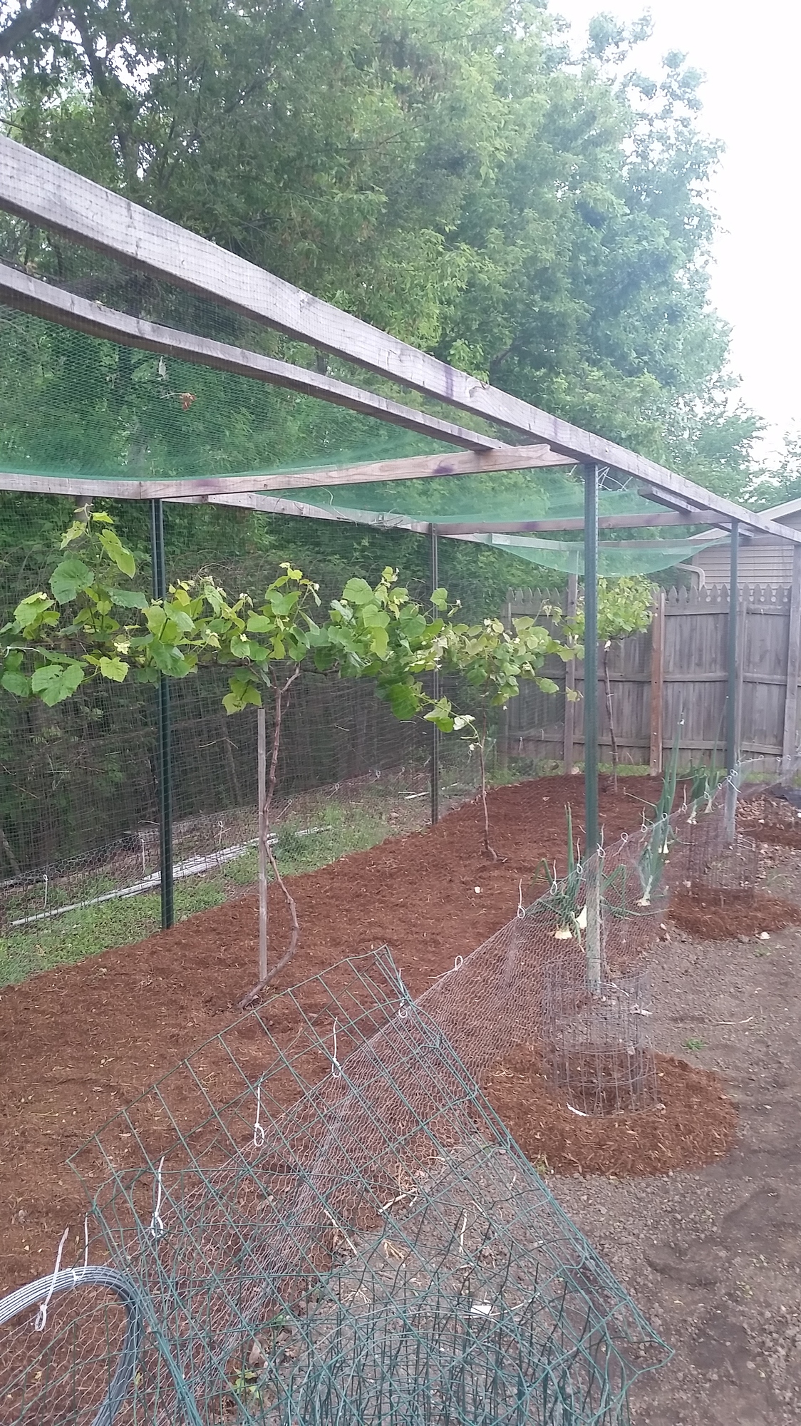 Blueberry cage roof question - General Fruit Growing - Growing Fruit