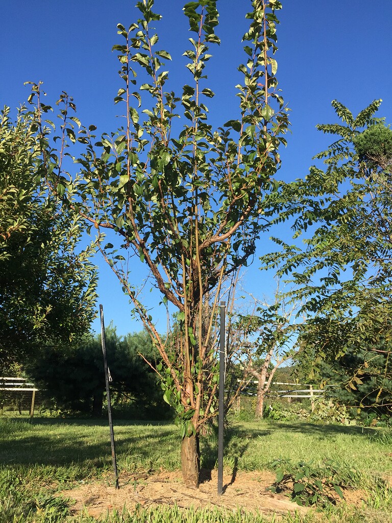 Plum pruning / rootstock question - General Fruit Growing - Growing Fruit