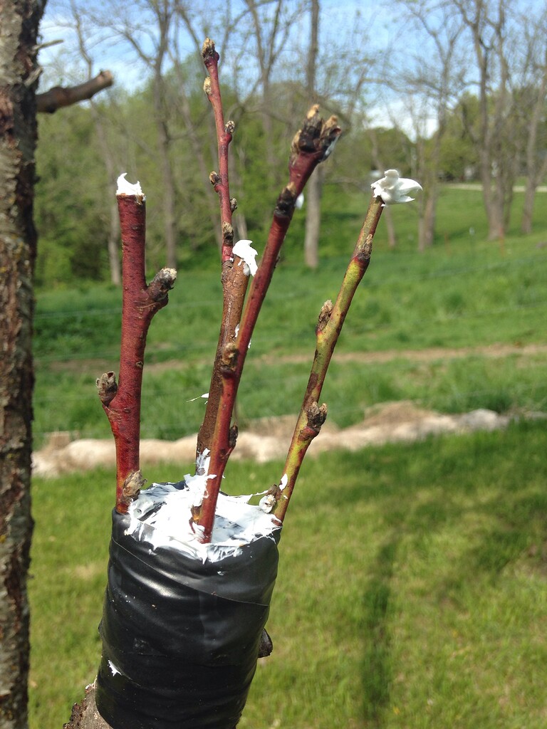 Peach grafts - General Fruit Growing - Growing Fruit