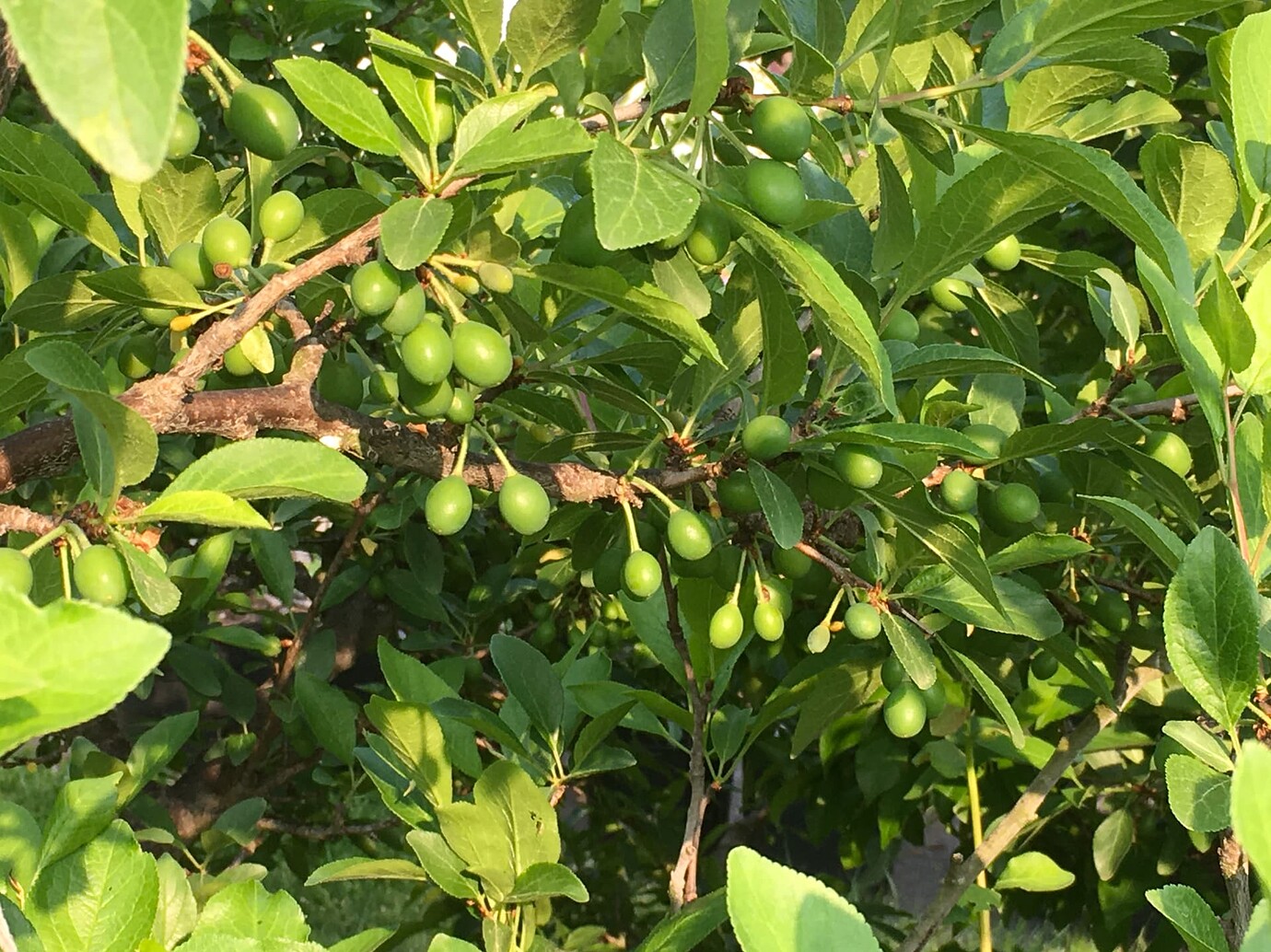 Mirabelle identification - General Fruit Growing - Growing Fruit