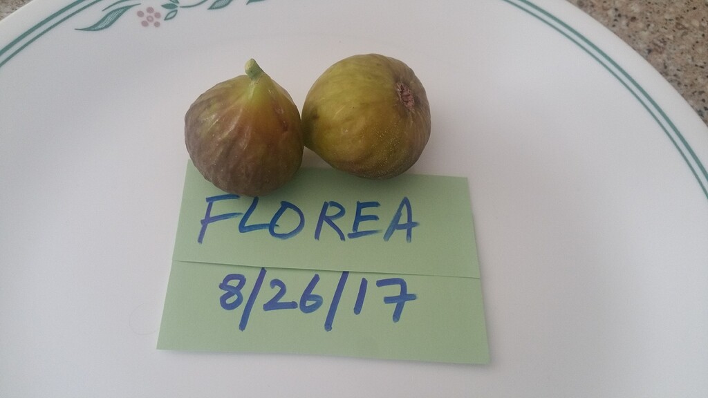 2017 Cuttings to Ripe Figs in 6 months Florea Bari Troiano Calabrese ...