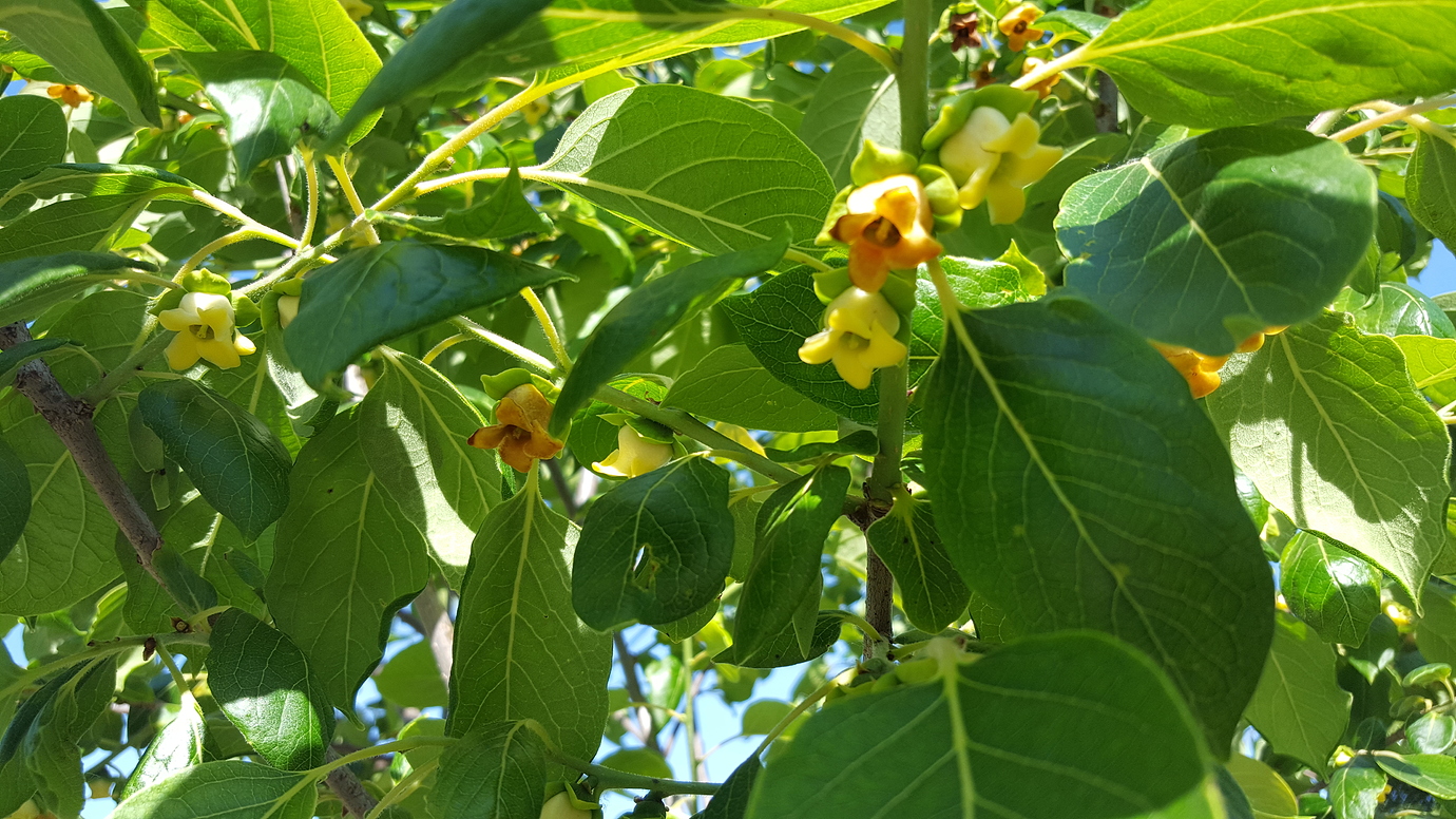 Prok and Yates American persimmons - General Fruit Growing - Growing Fruit