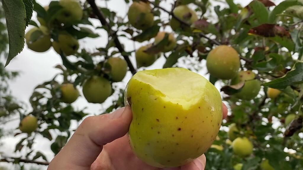 Goldrush Apple in the Pacific Northwest - General Fruit Growing ...