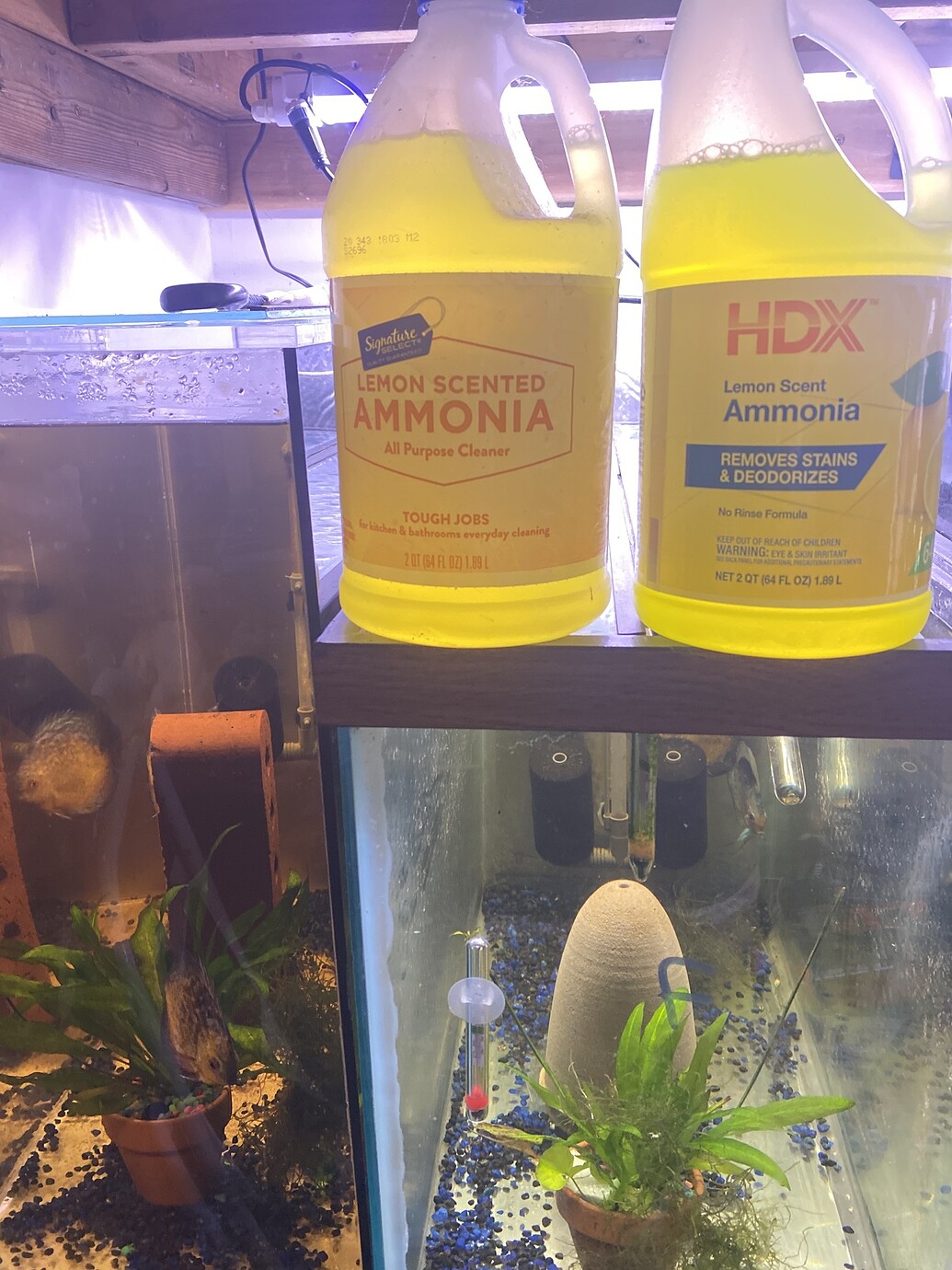 Controling slugs with comercial grade 2% caffeine - General Gardening ...