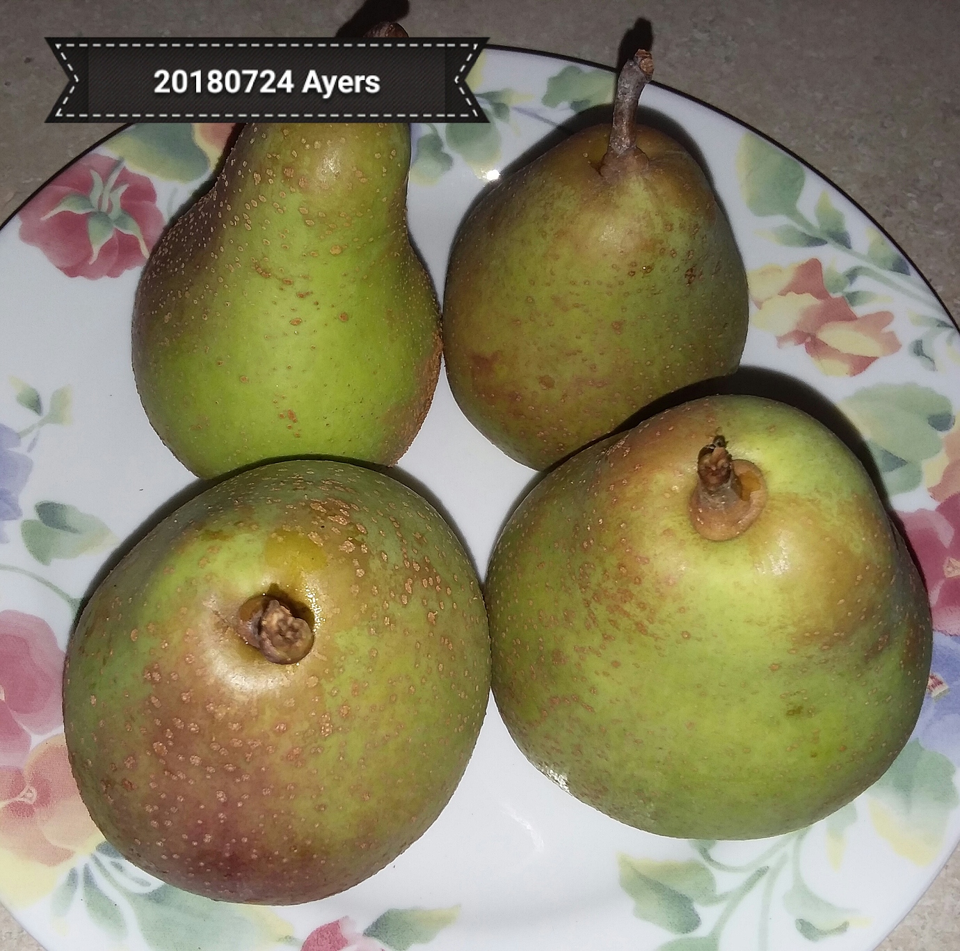 Finished picking my Ayers pears today - Pictures! - Growing Fruit