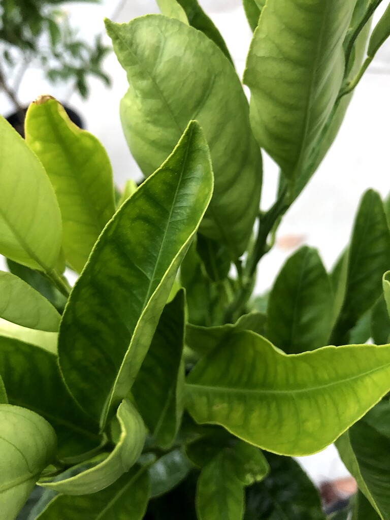 Mottled yellow mandarin leaves (potted) - General Fruit Growing ...