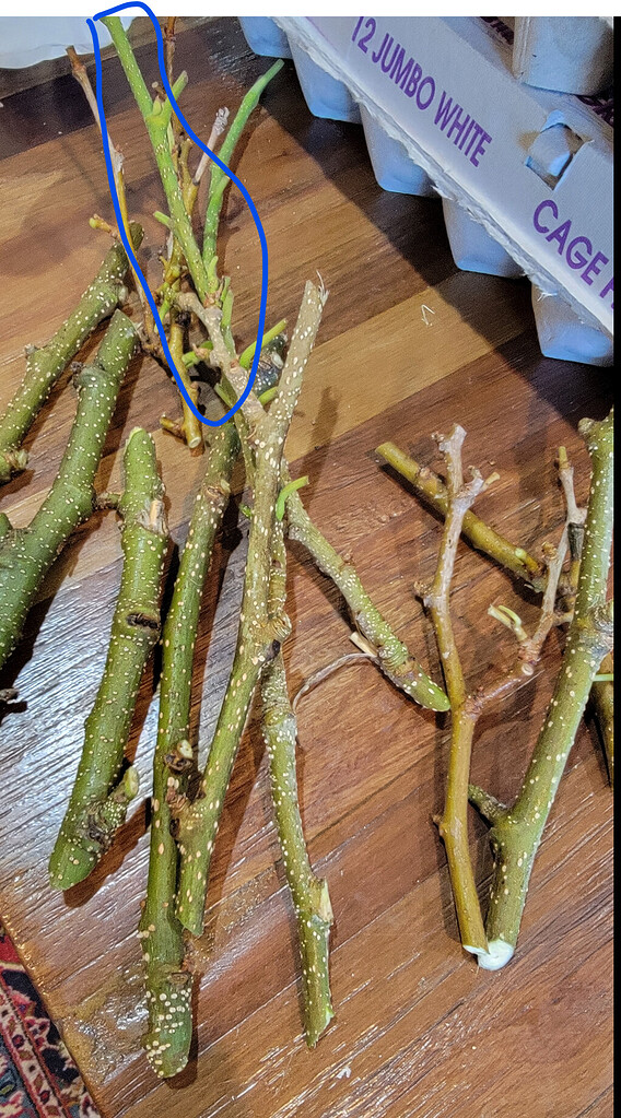 Advice? Bud Grafting Mulberry Tomorrow - General Fruit Growing ...