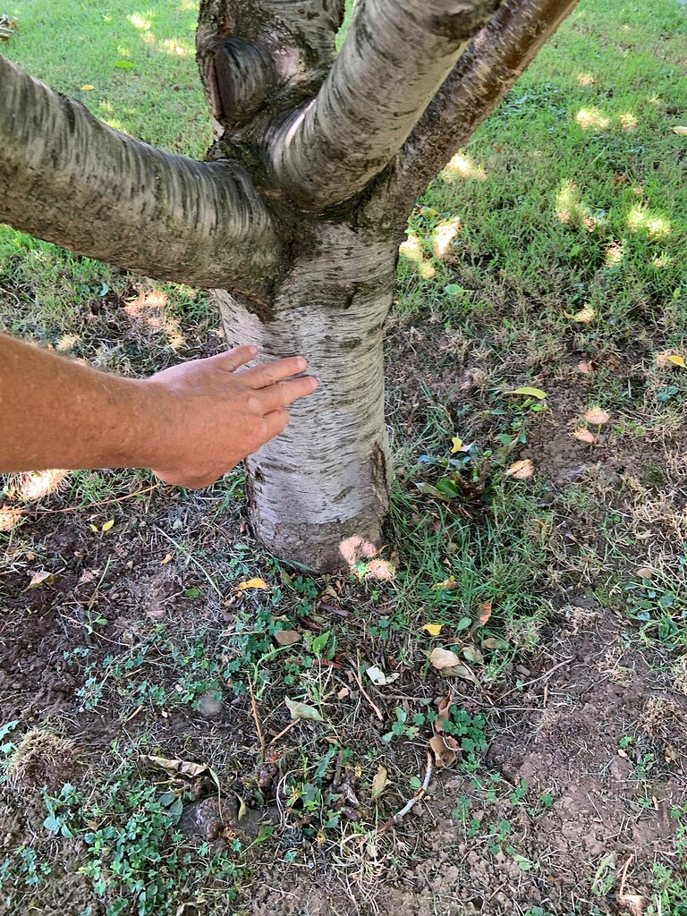 Italian Prune not Producing Years later - General Fruit Growing ...