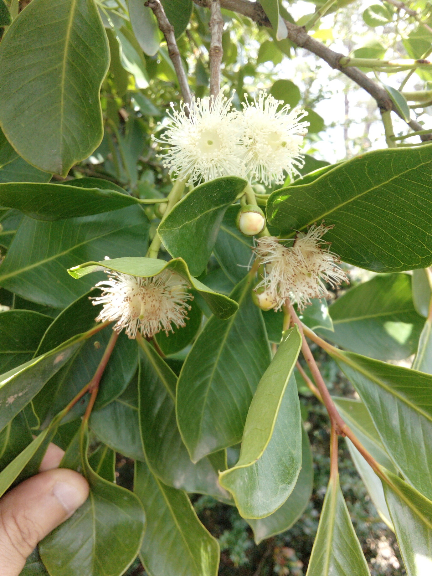 Psidium longipetiolatum (mountain cherry guava) - Page 2 - General ...