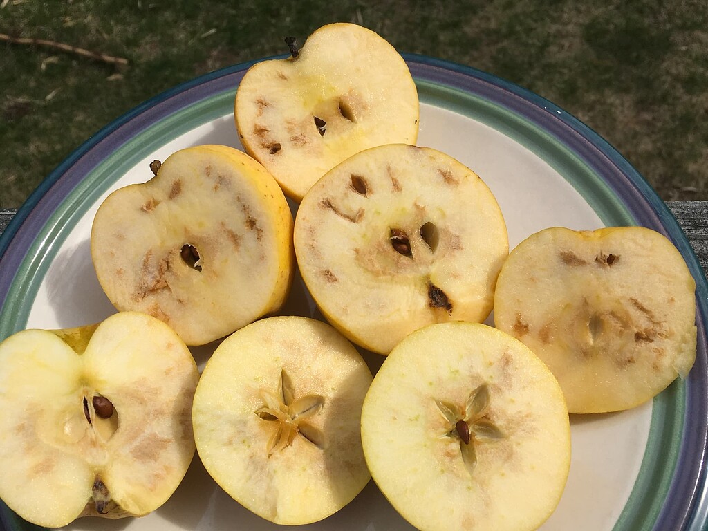 Apple nutrient deficiency problem? - General Fruit Growing - Growing Fruit