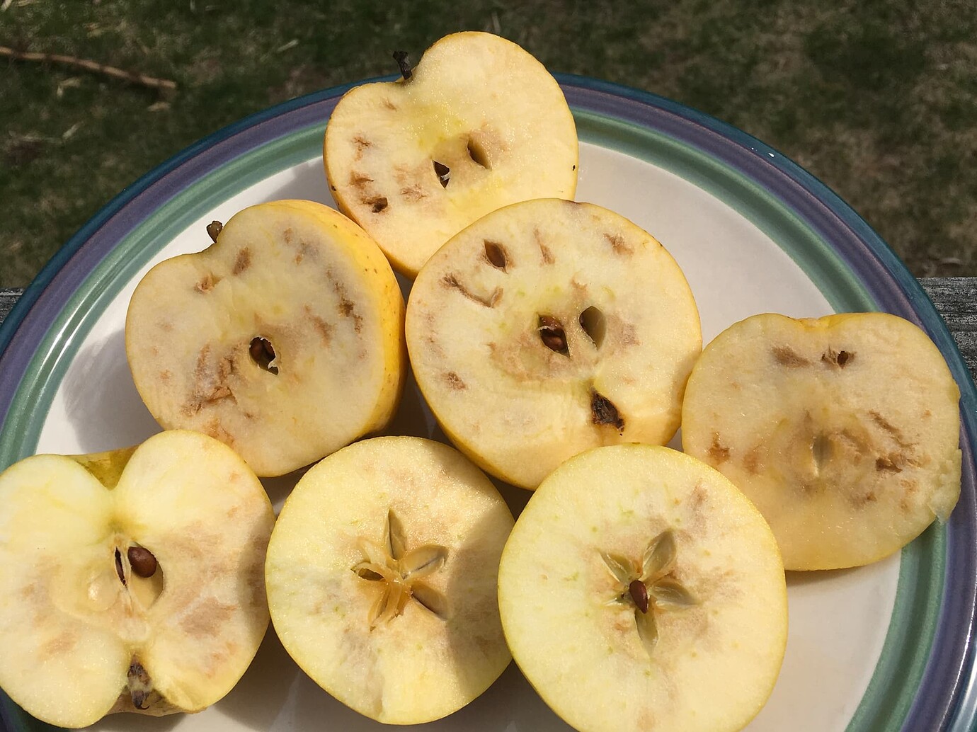 Apple nutrient deficiency problem? - General Fruit Growing - Growing Fruit
