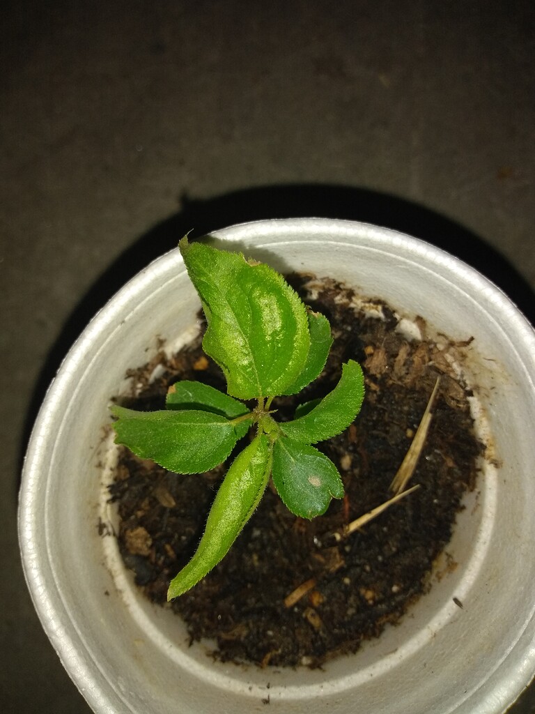 Black Velvet Apricot seedling - General Fruit Growing - Growing Fruit