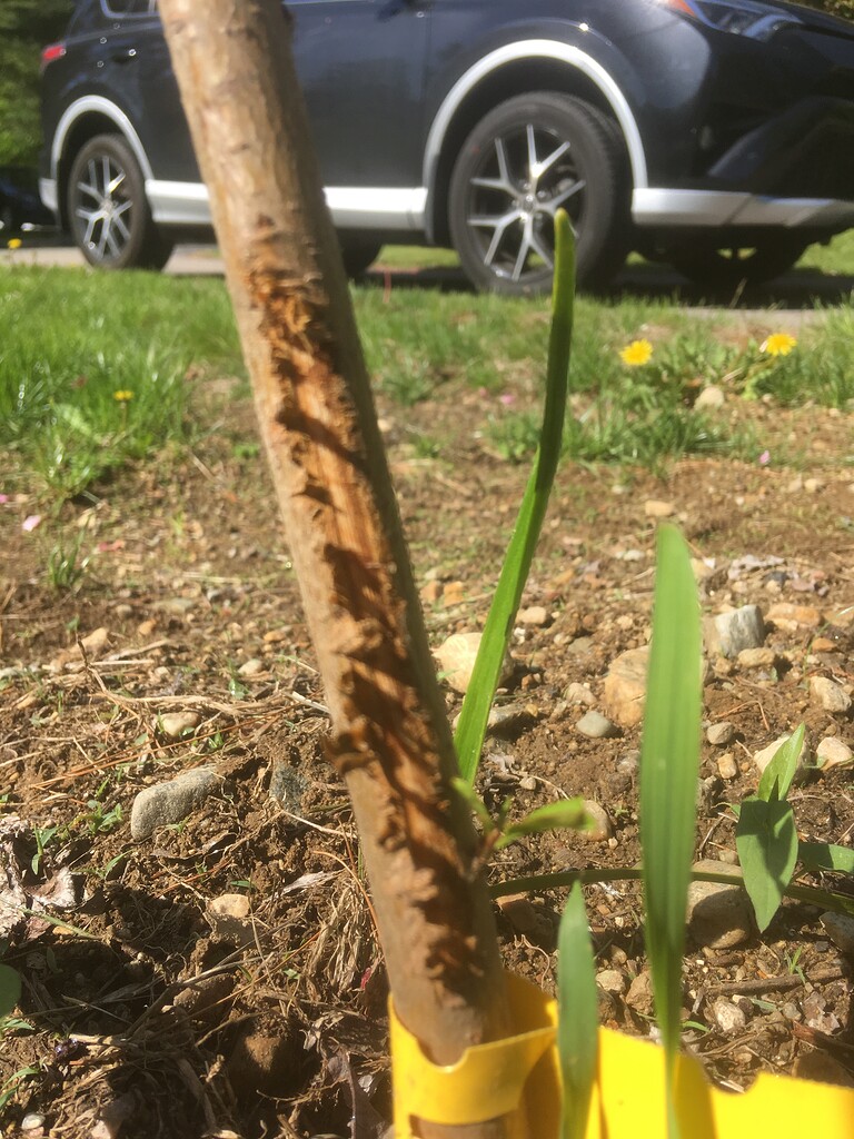 Boo boo - General Fruit Growing - Growing Fruit