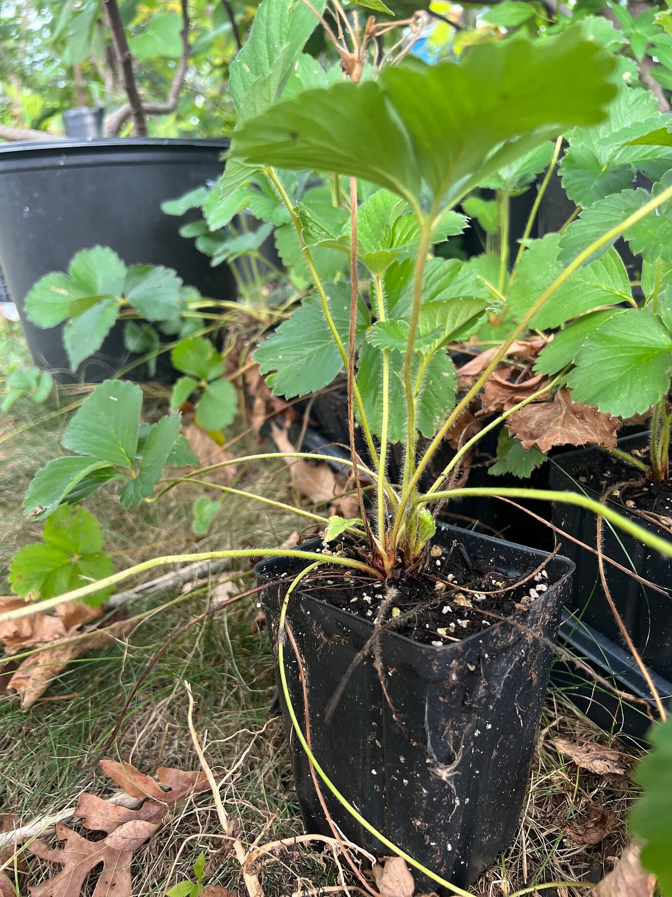What size pots for individual Strawberry plugs? - General Fruit Growing ...