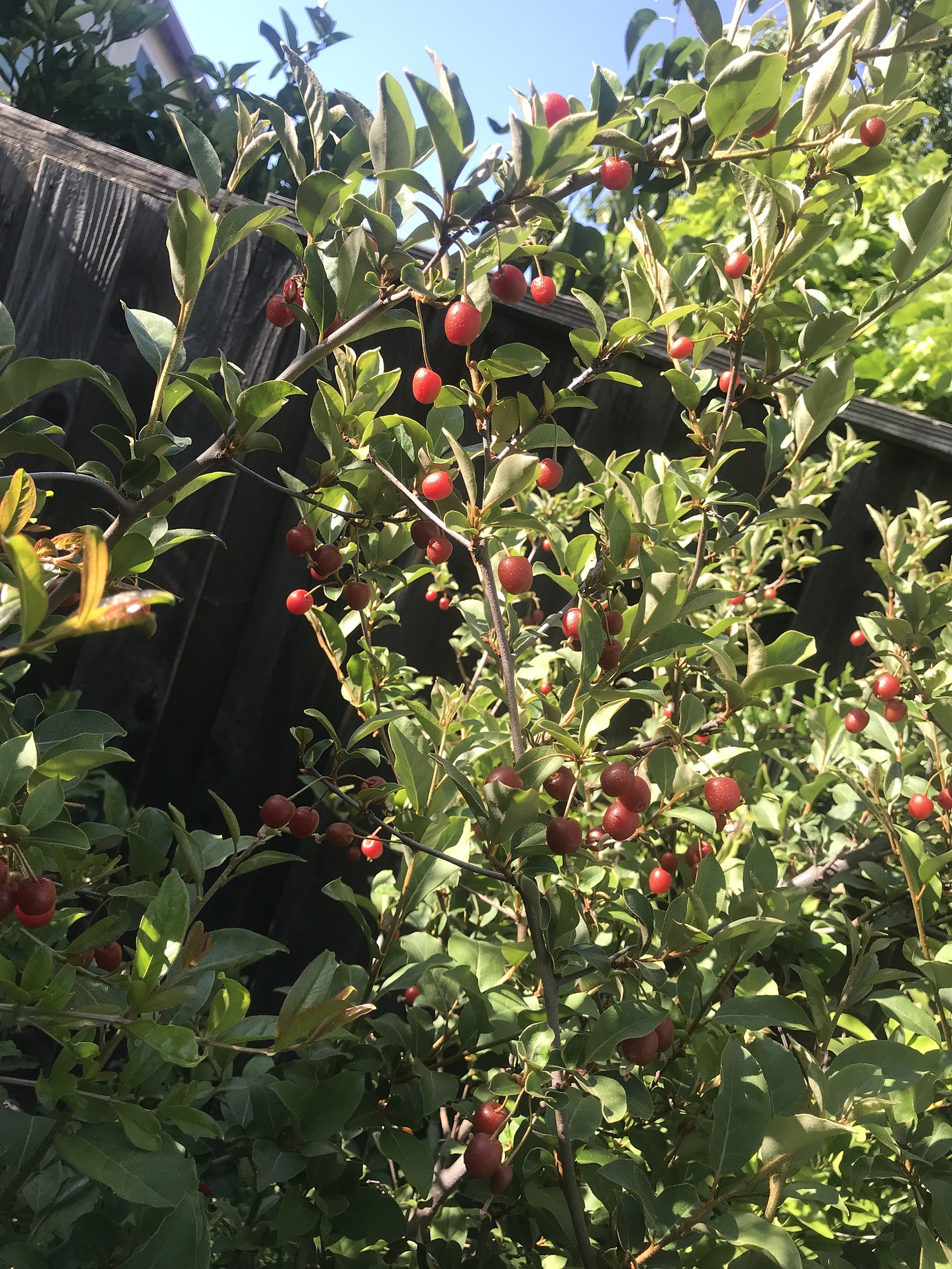 Decent Harvest of Goumi - General Fruit Growing - Growing Fruit