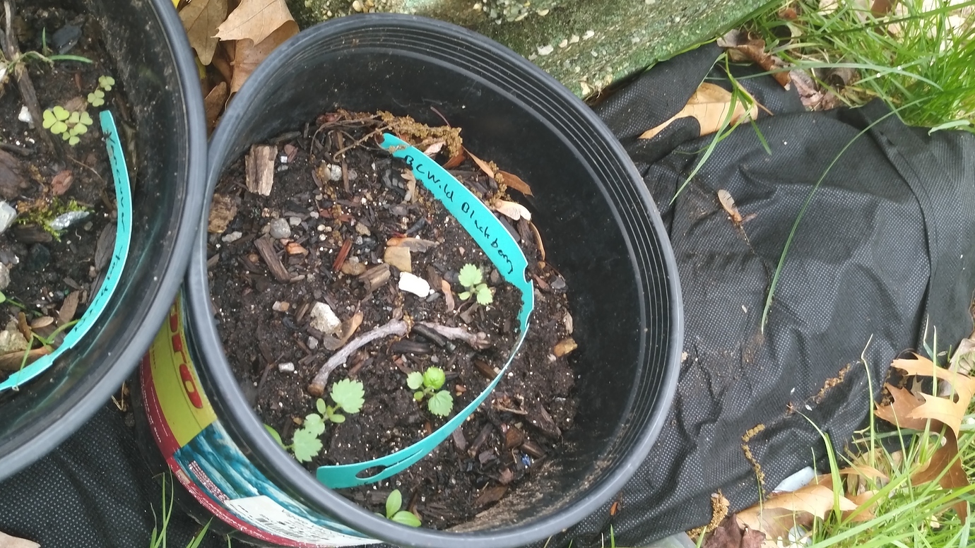 Rubus Breeding - General Fruit Growing - Growing Fruit