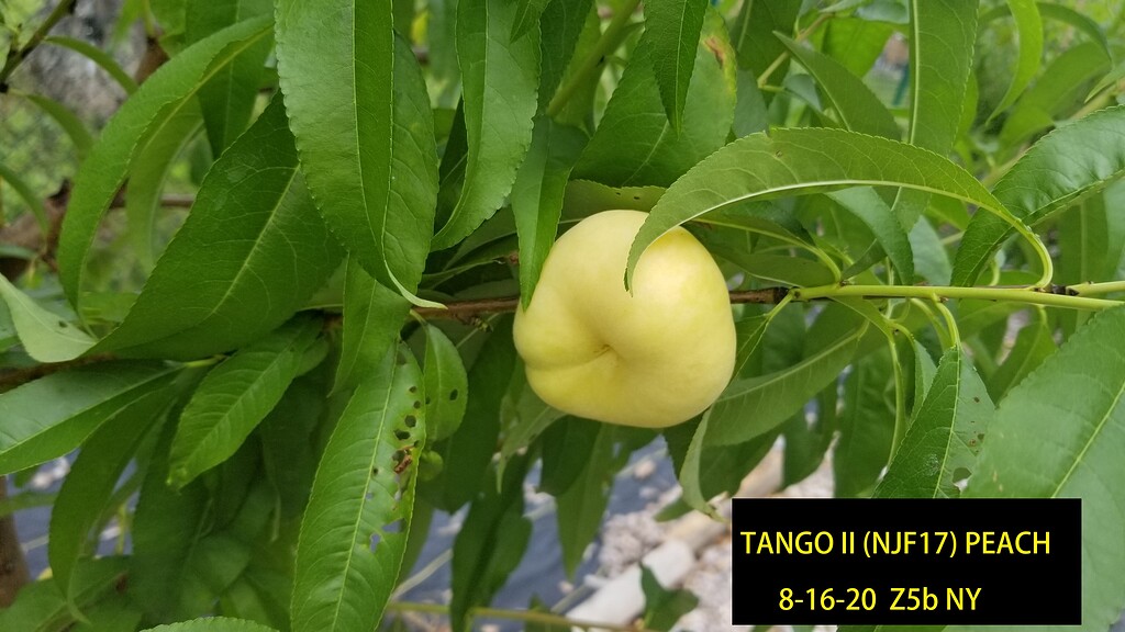 The Exquisite Peach - TANGO II - NJF17 - General Fruit Growing ...