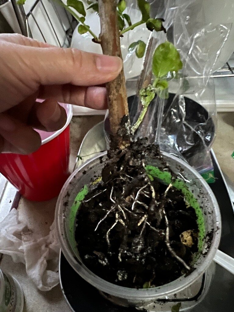 SugarCane Jujube have roots - General Fruit Growing - Growing Fruit