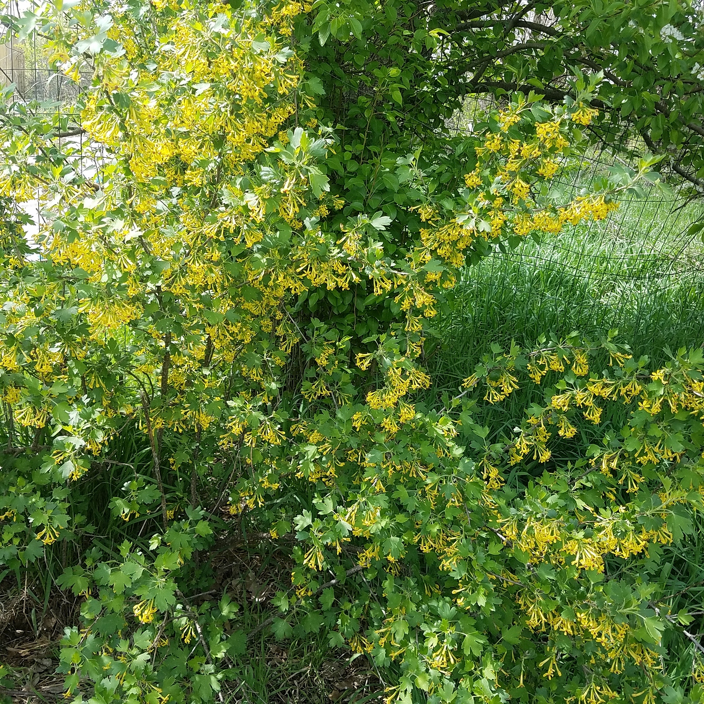 Clove currants - great smelling blooms & delicious fruit! - General ...