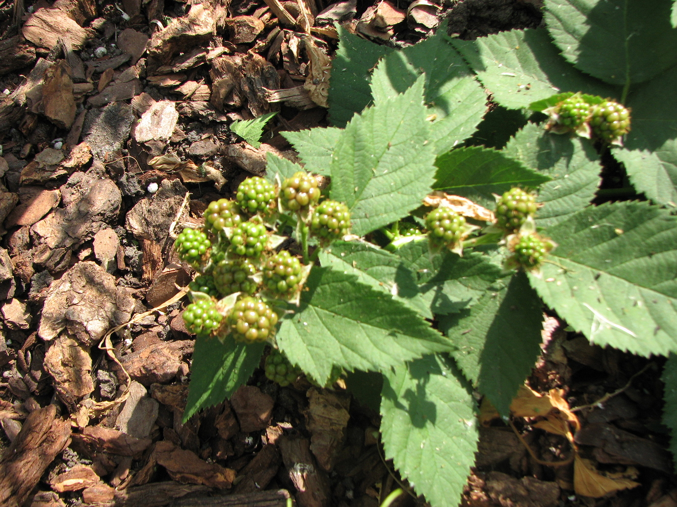 Thornless blackberry in zone 5 - Page 3 - General Fruit Growing ...