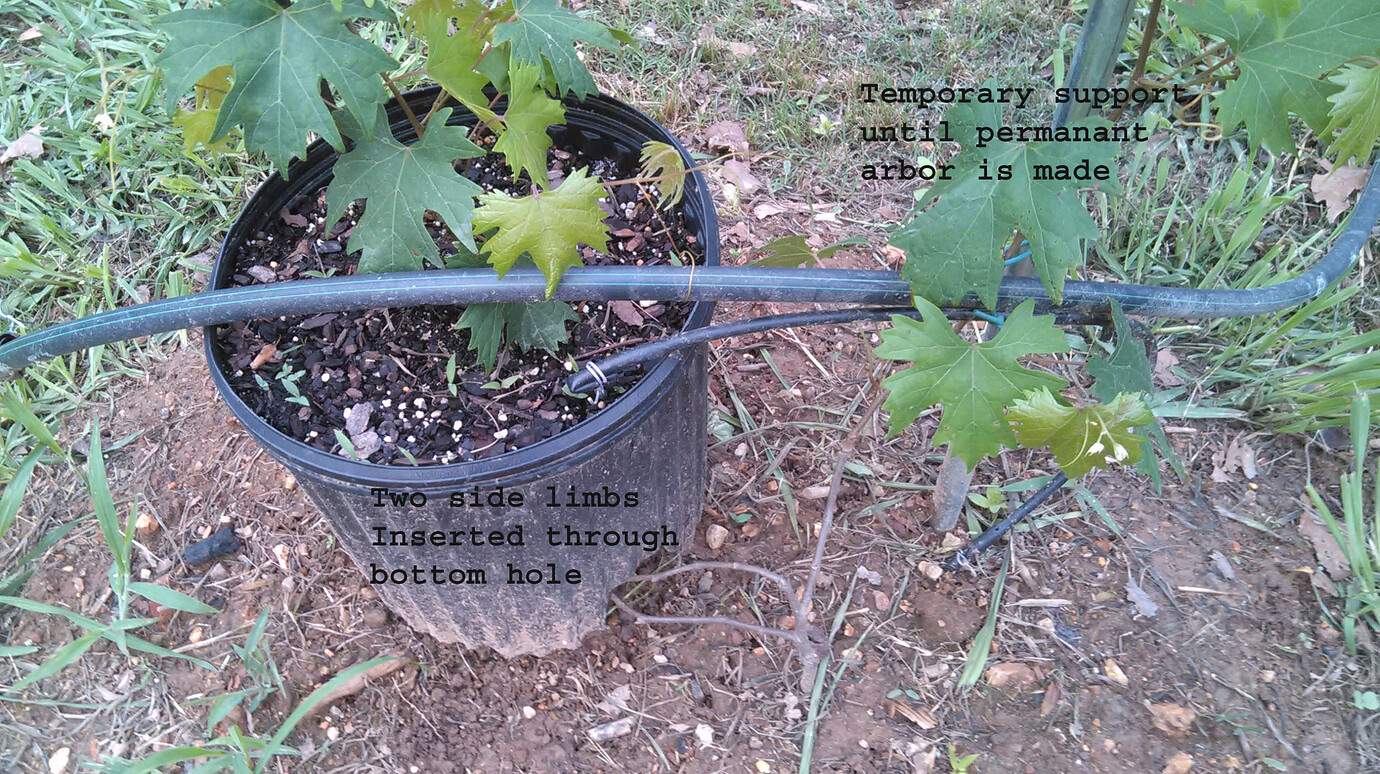 One more easy propagation method - General Fruit Growing - Growing Fruit