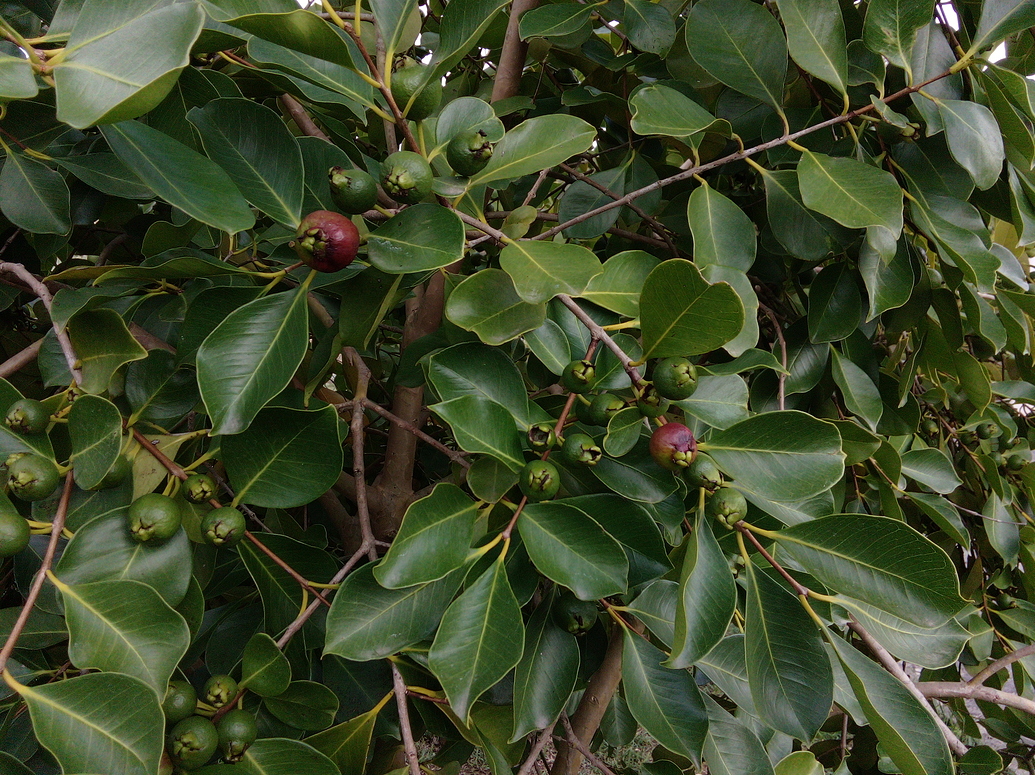 Psidium longipetiolatum (mountain cherry guava) - General Fruit Growing ...