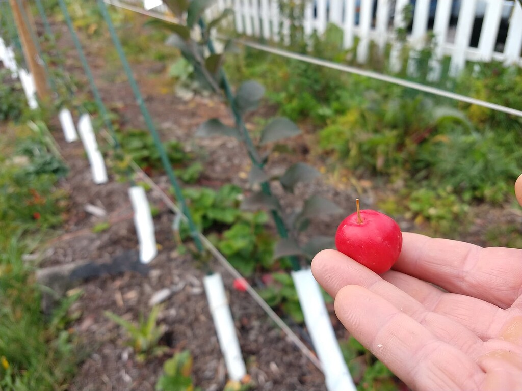 Uban Micro-orchard: Fall 2022 Tour - General Fruit Growing - Growing Fruit