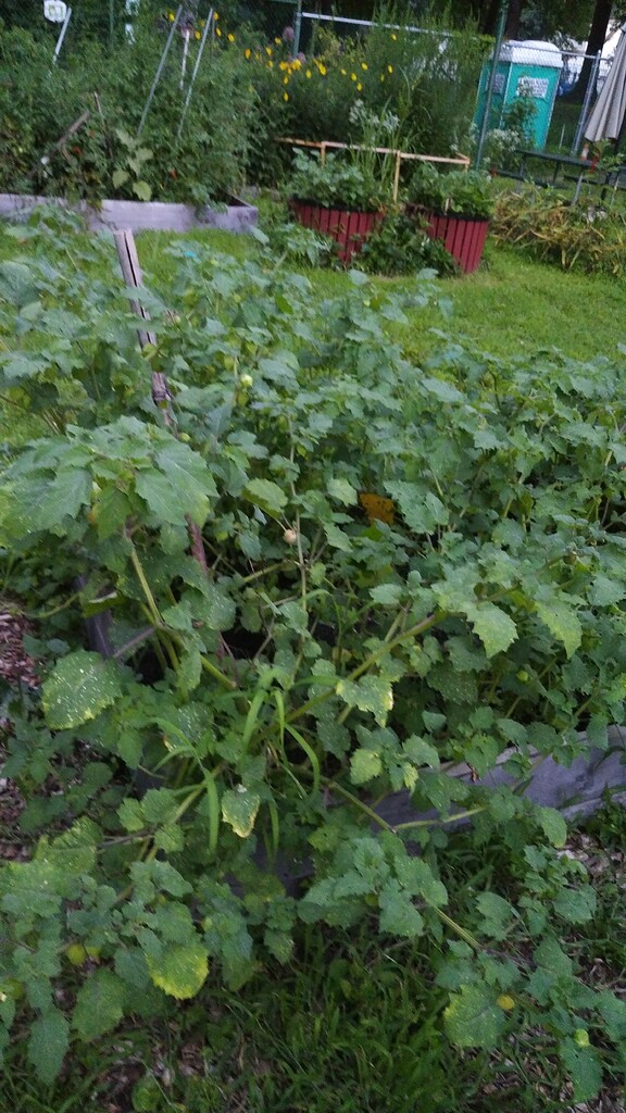 Goldenberries - Pictures! - Growing Fruit