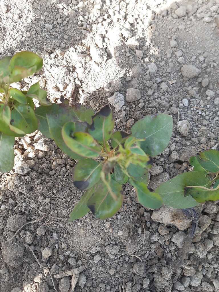 Pyro roots- pear tree- seedlings- yellowing - Pictures! - Growing Fruit