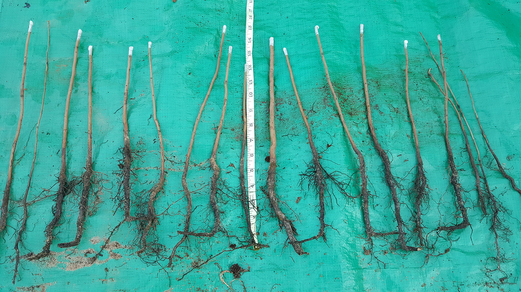 Will these persimmon rootstocks make it? - General Fruit Growing ...