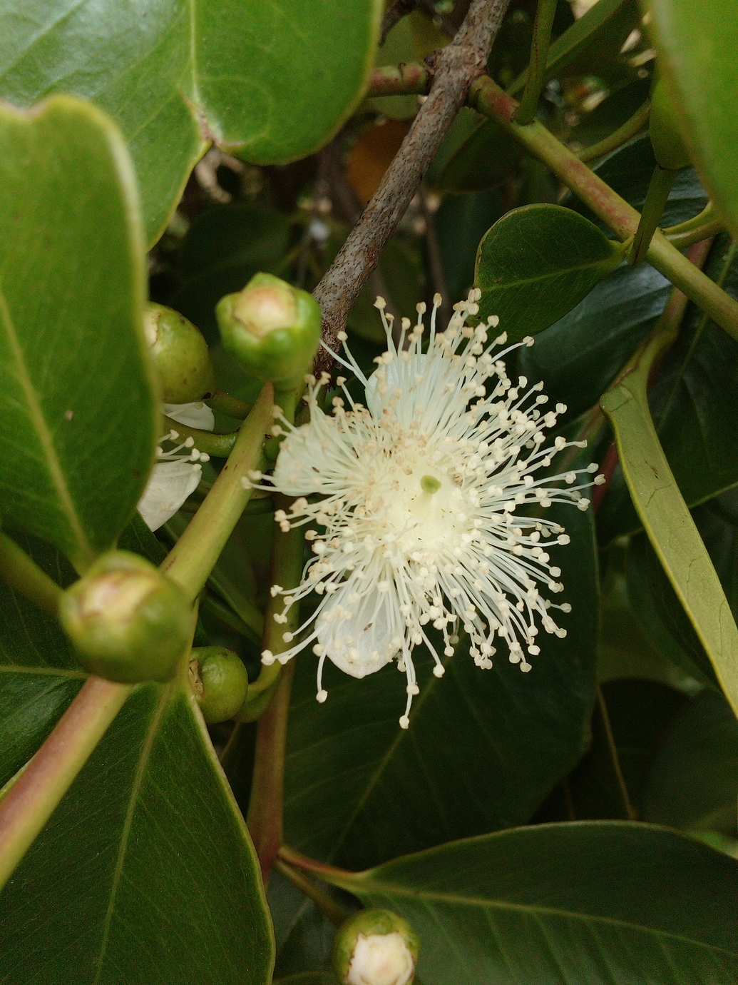 Growing different varieties of Guava - General Fruit Growing - Growing ...