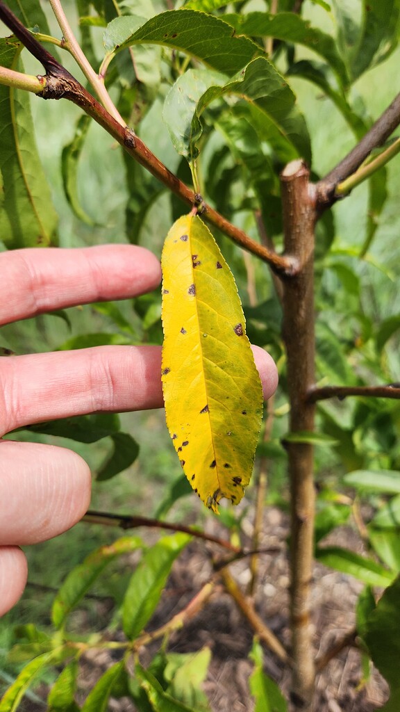 Bacterial leaf spot or rust on peach and apple - General Fruit Growing ...