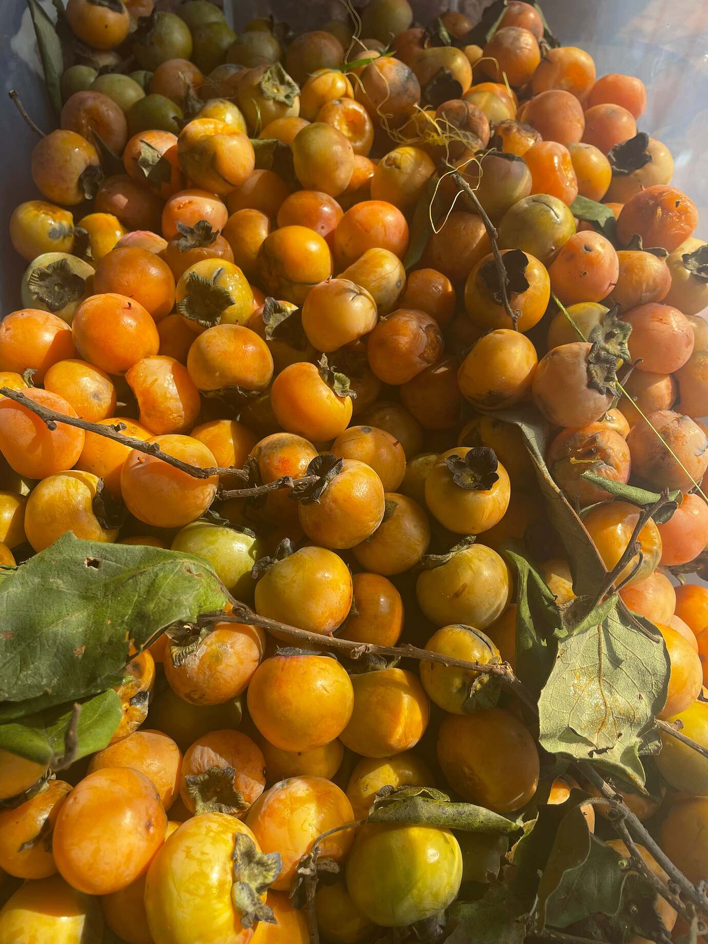 Who's Growing Improved American Persimmons? Suggestions welcome ...