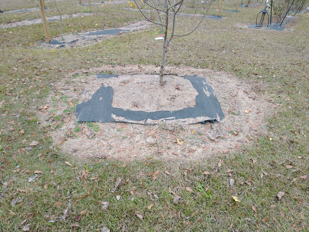 Fillng dirt up around existing fruit tree - General Fruit Growing ...