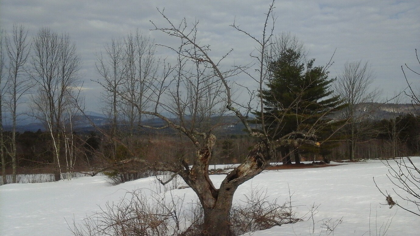 Roxbury Russet apple - General Fruit Growing - Growing Fruit