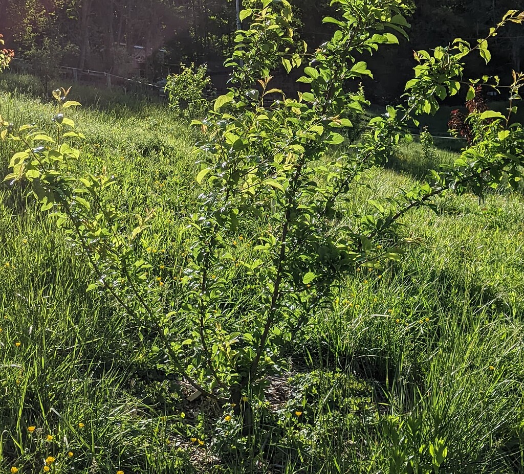 Ugly Trees Picture Thread - Pictures! - Growing Fruit